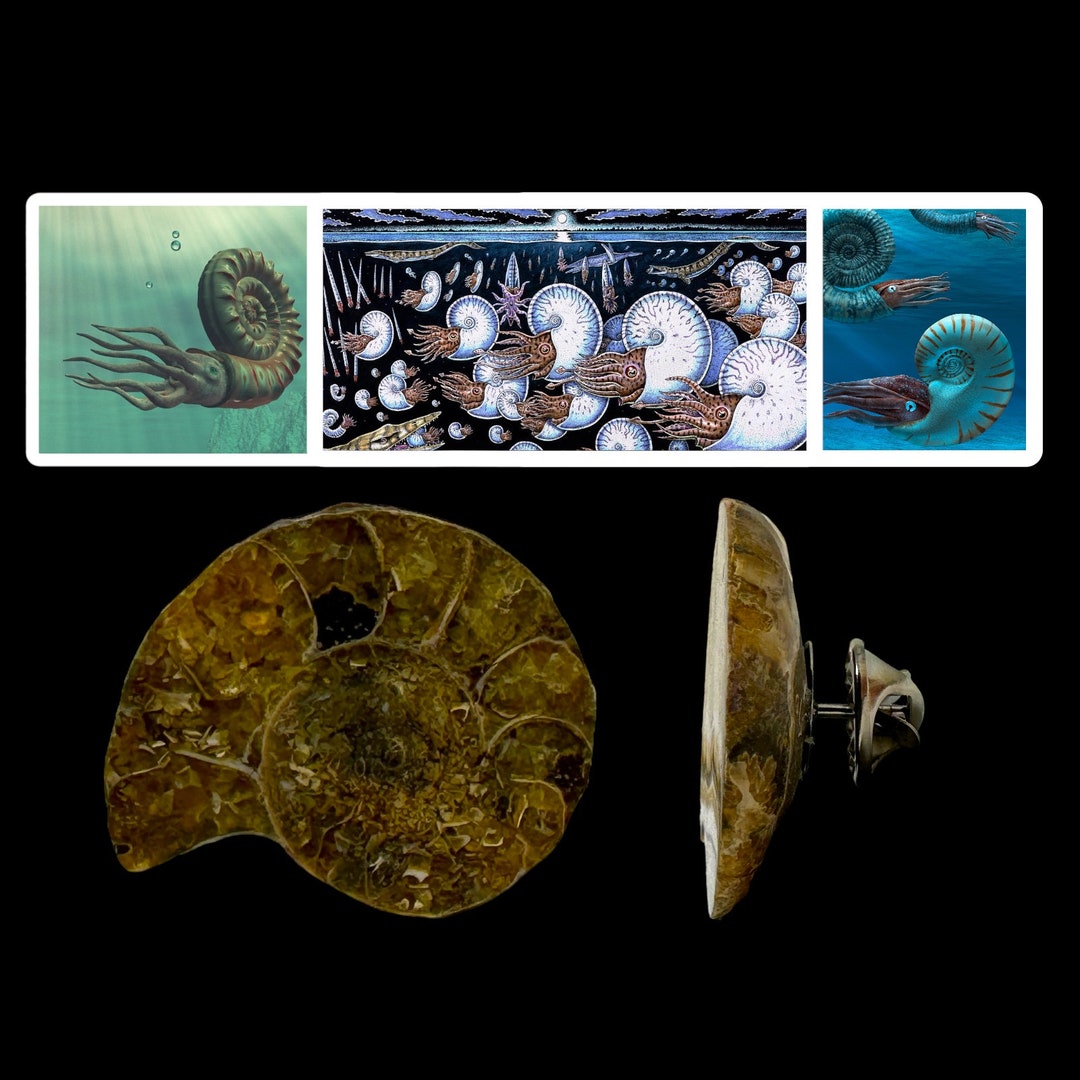 RARE Original Prehistoric Ammonite Dinosaur Pin Cretaceous Era ...