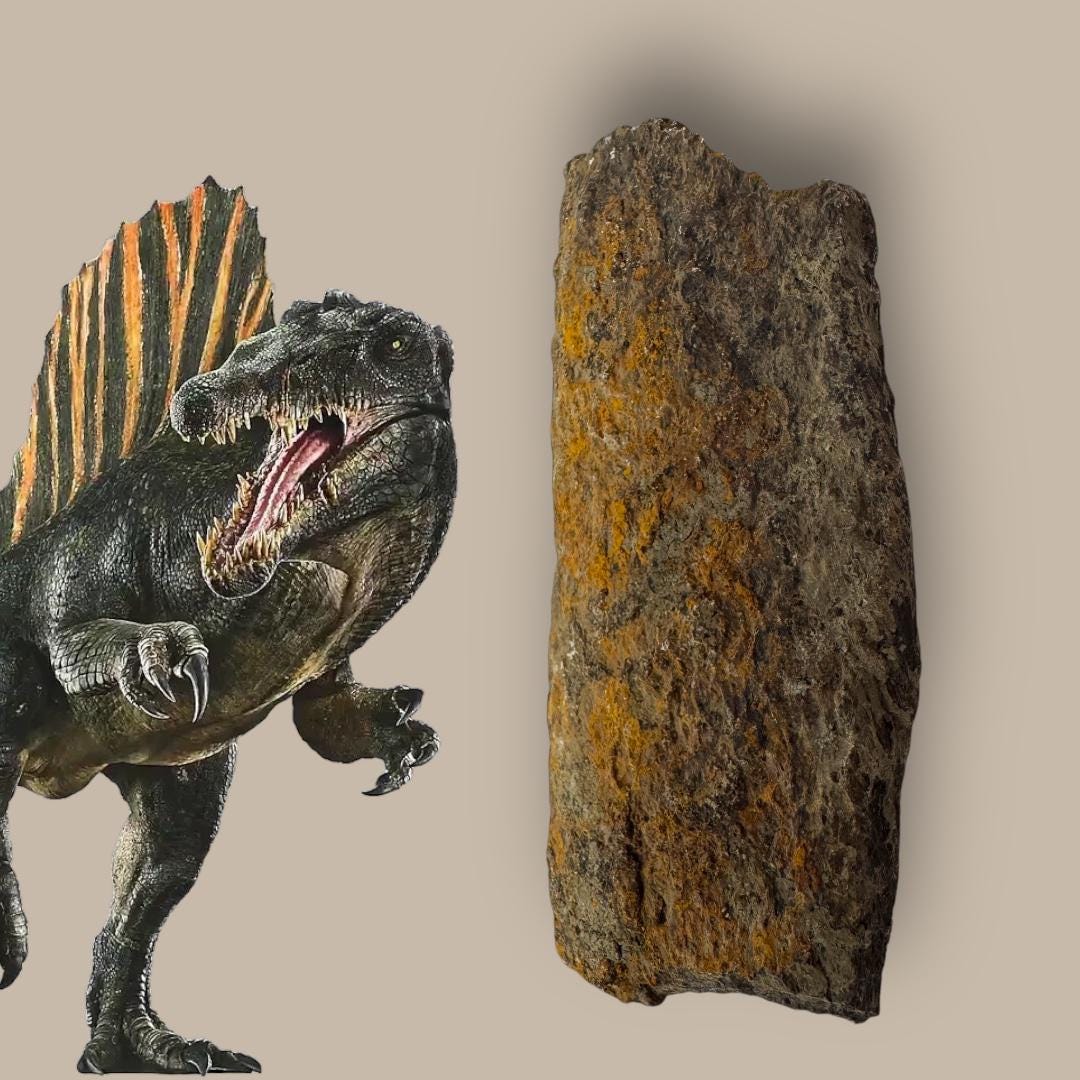 Authentic Spinosaurus Fossil Prehistoric Dinosaur Medium Size ...