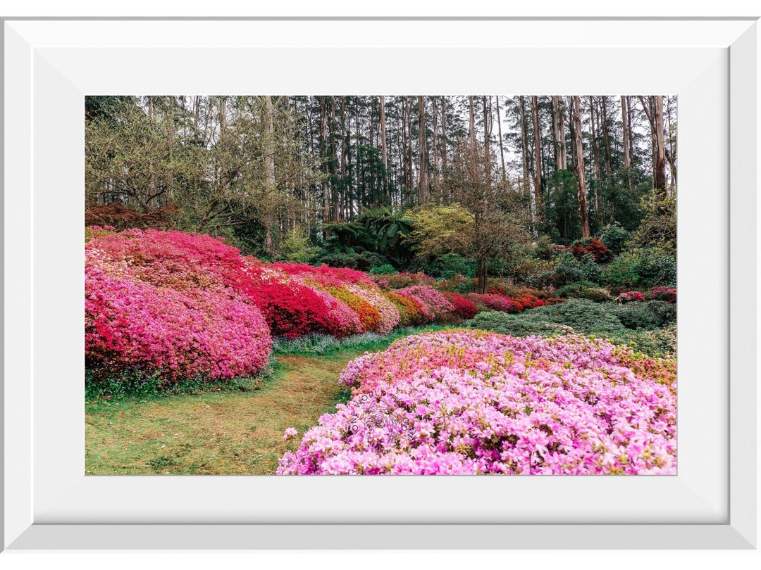 Pink Azalea Flower Garden Landscape Photography Print, Pink Flowers ...