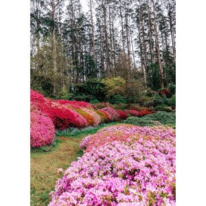 Pink Azalea Flower Garden Photograph Print, Pink Flowers Poster, Pink ...