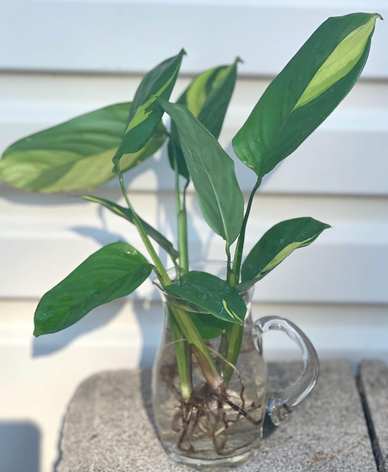 Calathea Variegated Pilosa 'golden Mosaic' Indoor Plants Water Rooted ...