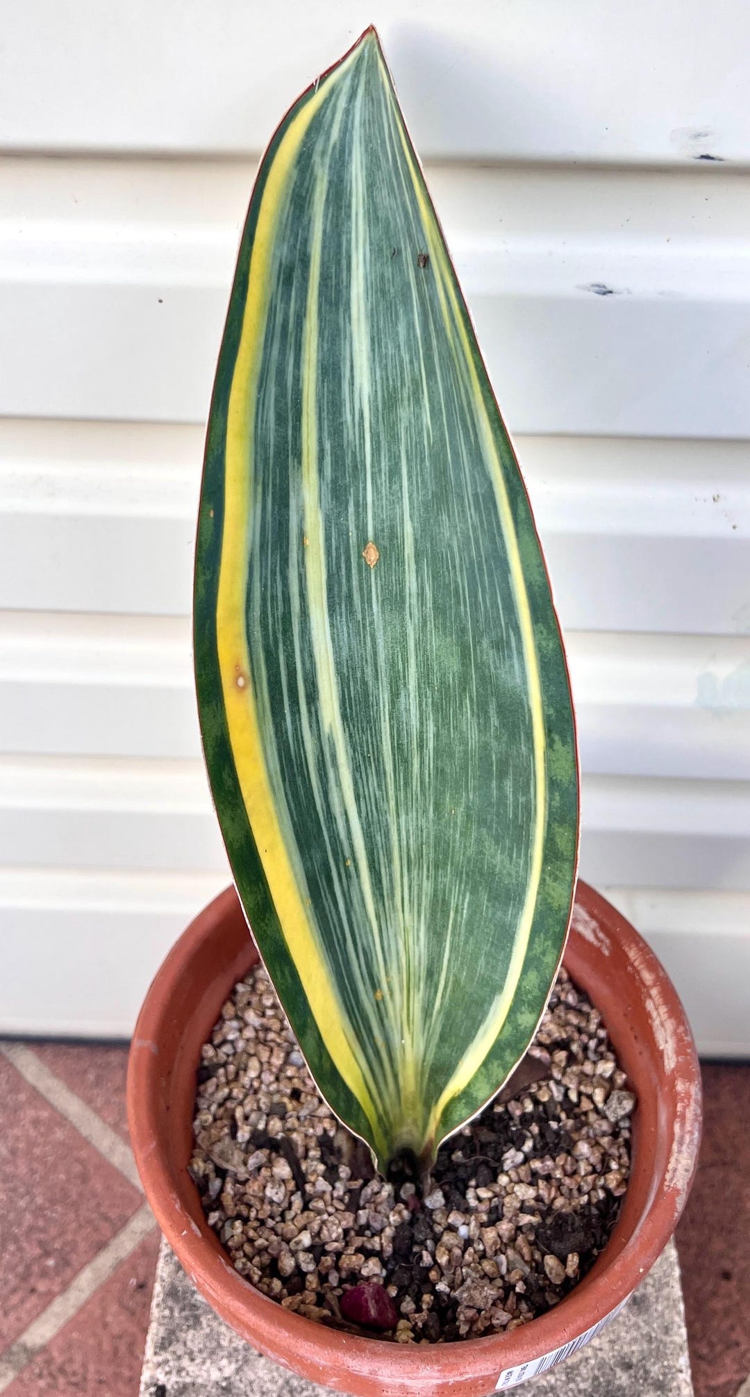 Rare Variegated Whale Fin Sansevieria Plant, Mother in Law's Tongue ...