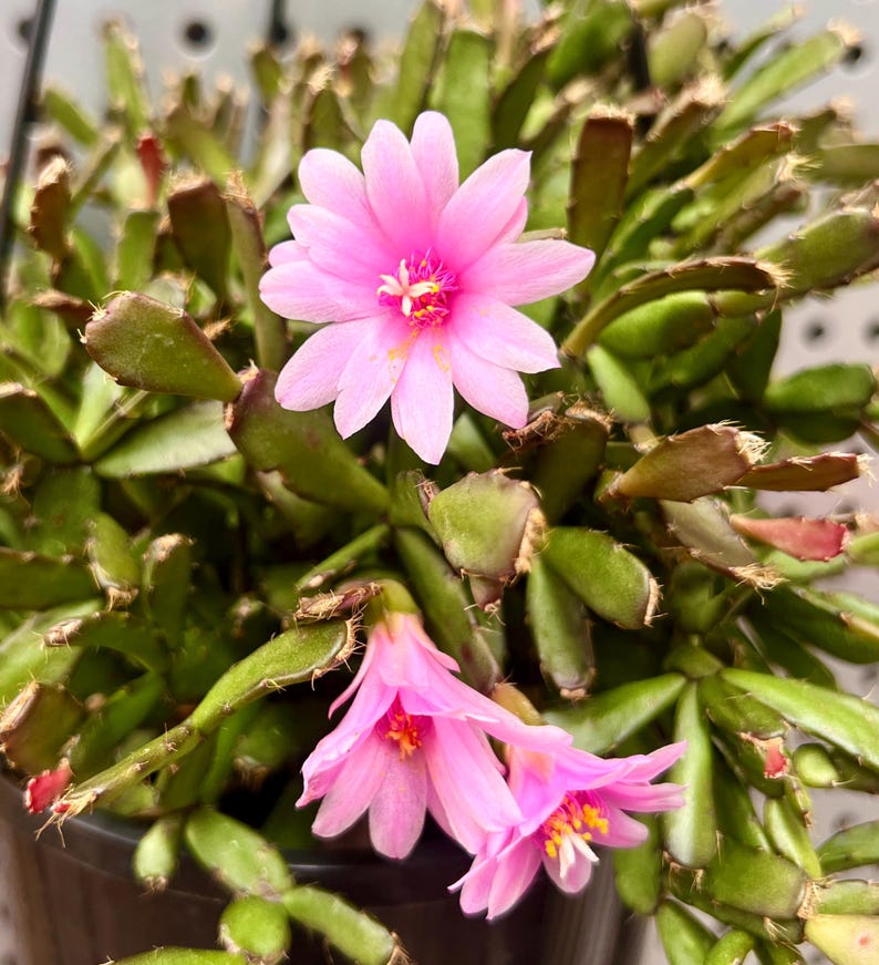 Rare Mini Rhipsalidopsis Gaertneri Lavender Flower Spring Easter Cactus ...