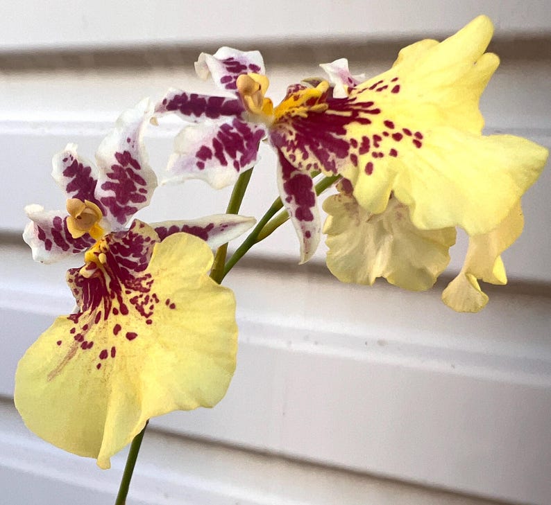 Oncidium Odontocidium Varicosum Orchid Rooted Plant 049-5 - Etsy
