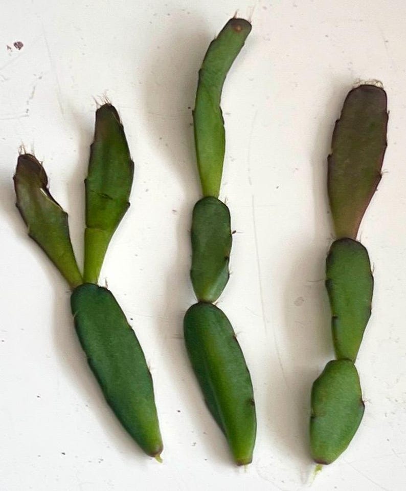 Rare Mini Rhipsalidopsis Gaertneri Lavender Flower Spring Easter Cactus ...
