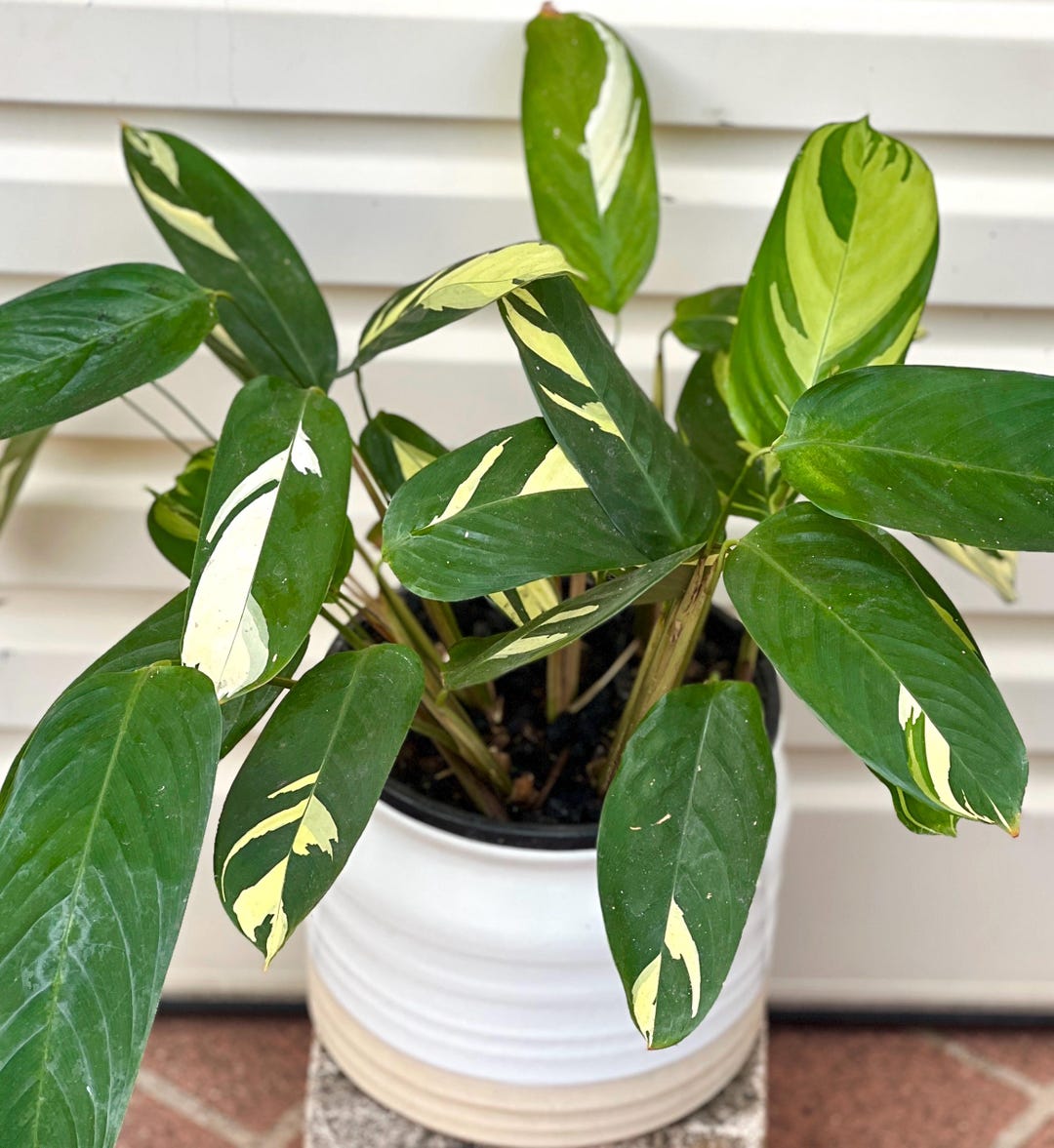 Calathea Variegated Pilosa 'golden Mosaic' Indoor Plants Water Rooted ...