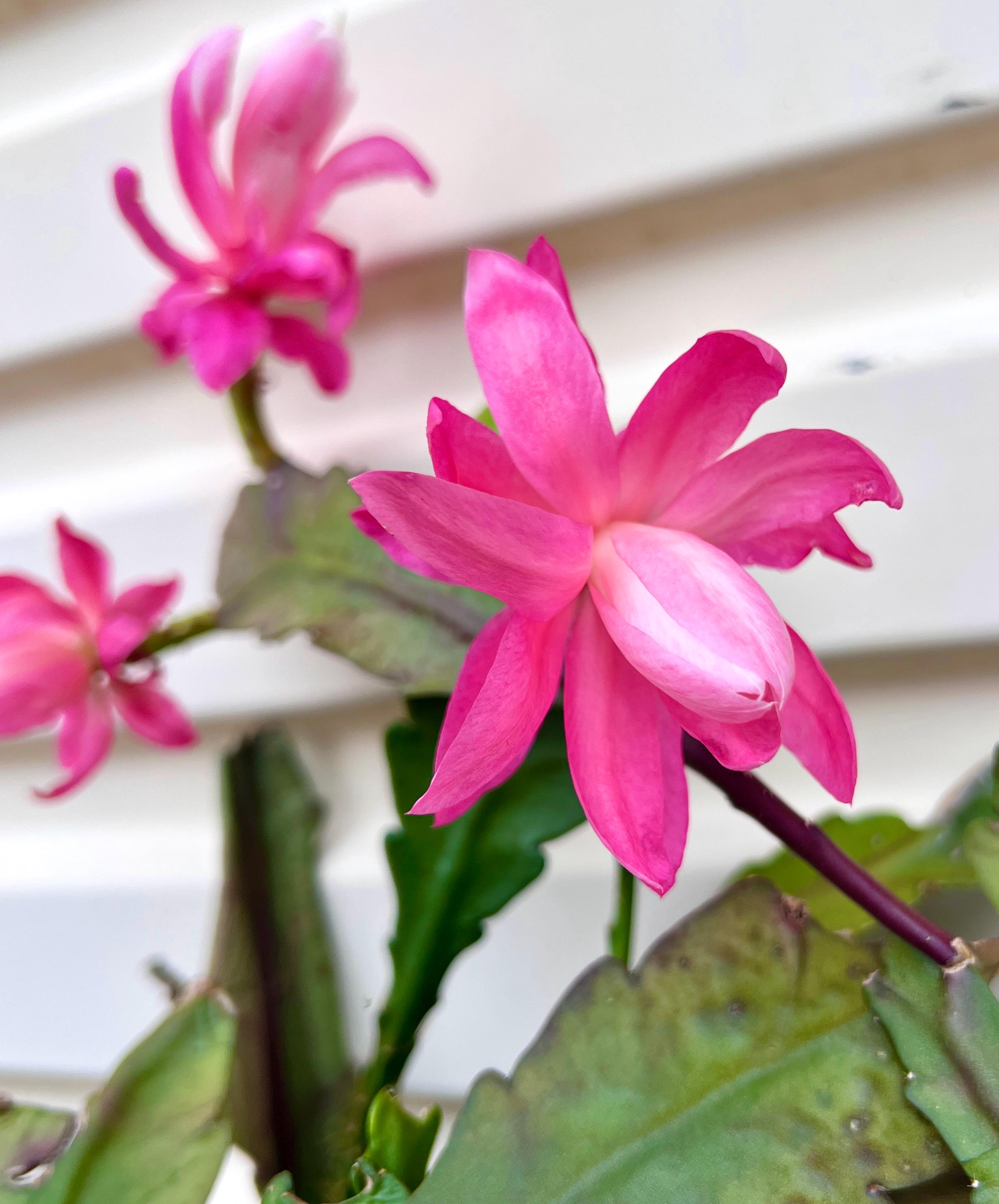 Rare Epiphyllum German Empress Cuttings Cactus Succulents 039-8 - Etsy ...