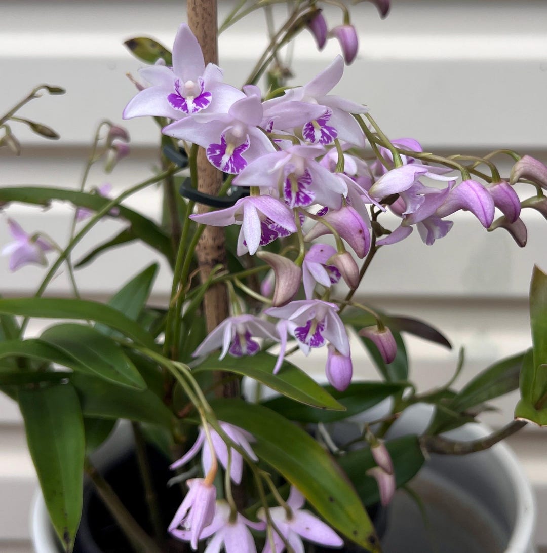 Australia Native Dendrobium Pink Rock Orchid Rooted Plant 047-9 - Etsy
