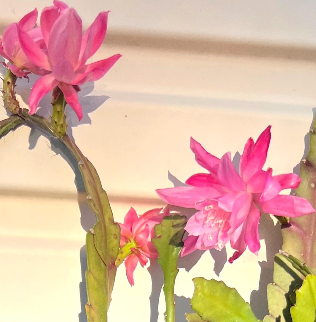 Rare Epiphyllum German Empress Cuttings Cactus Succulents 039-8 - Etsy ...