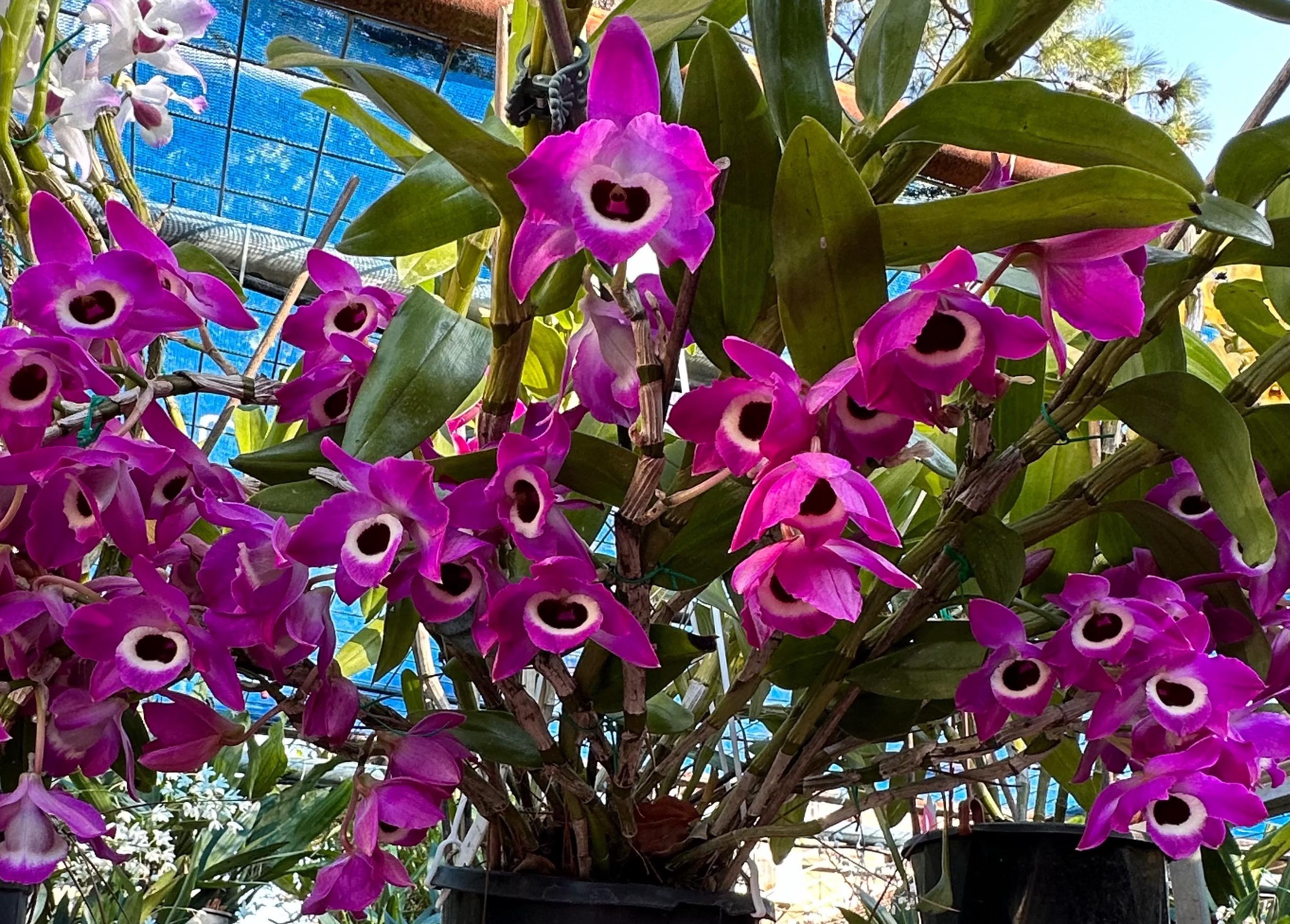 Dendrobium Orchid 'red Emperor' Softcane Rooted Plant 047-6 - Etsy