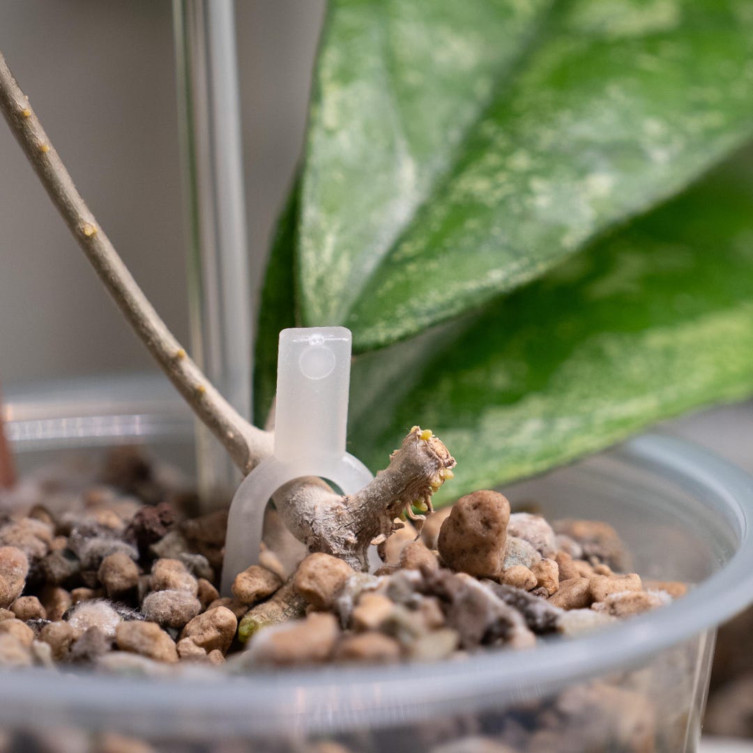 Clear Propagation Pins: Plant Cuttings, Secure in Soil, Gardening ...