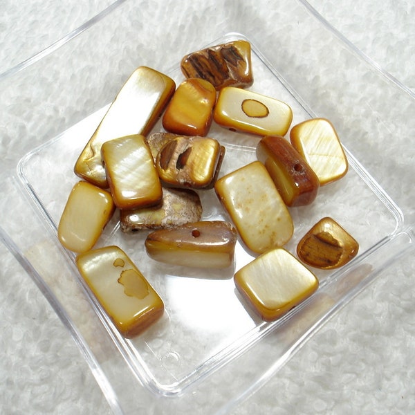 Trochus Shell - Etsy