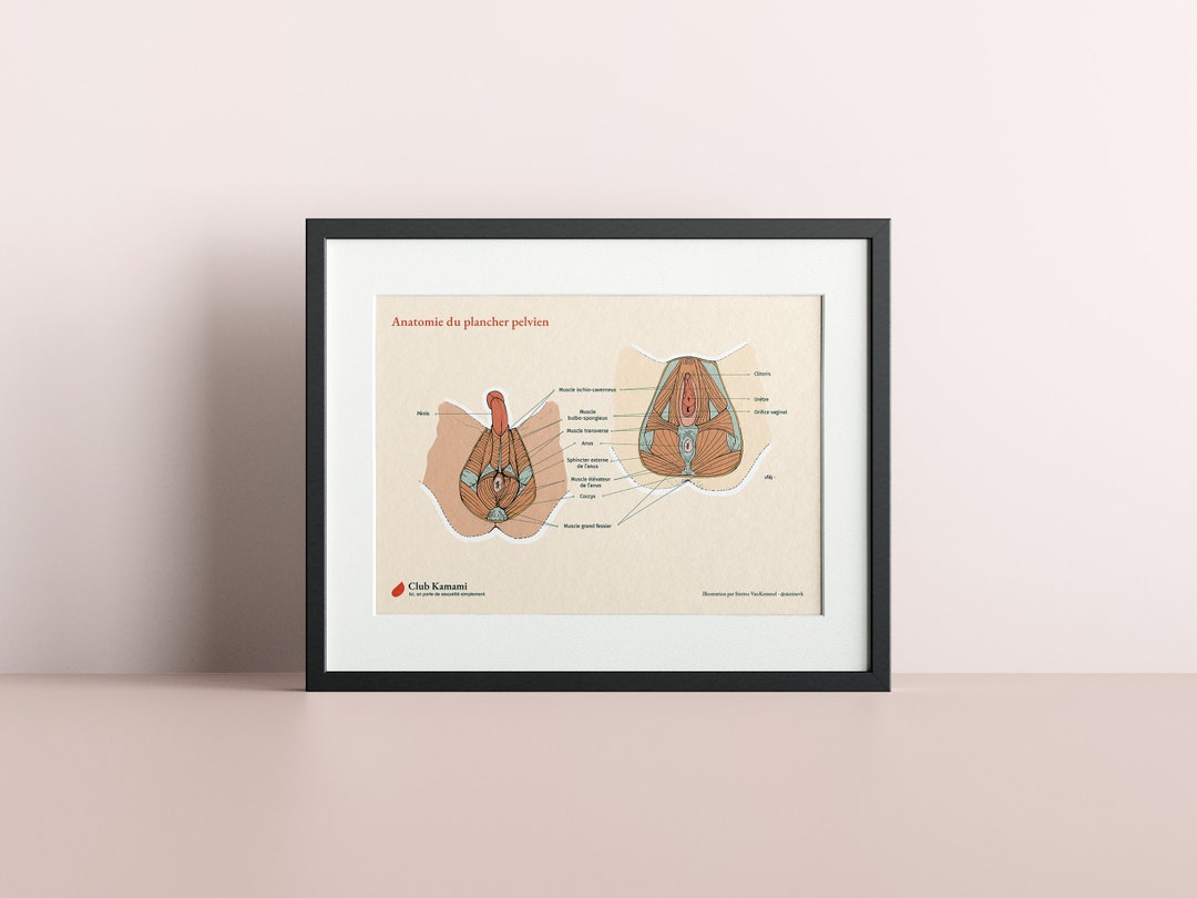 Anatomical Chart: Perineum, Pelvic Floor A4 - Etsy