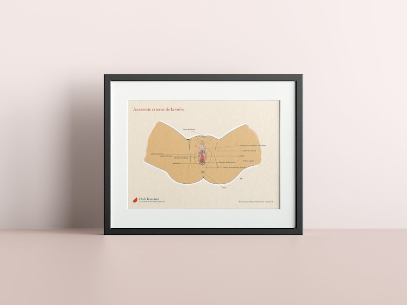 Diagrama: anatomía externa de la vulva A3 - Etsy México