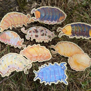 Isopods Vinyl Stickers - 10 Species Variants, Roly Poly, Pill Bug ...