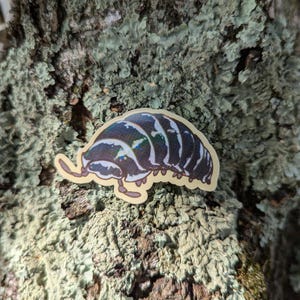 Isopods Vinyl Stickers - 10 Species Variants, Roly Poly, Pill Bug ...