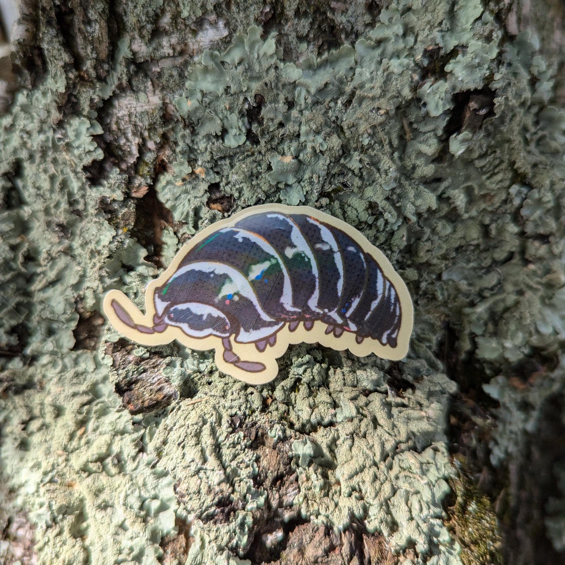 Isopods Vinyl Stickers - 10 Species Variants, Roly Poly, Pill Bug ...