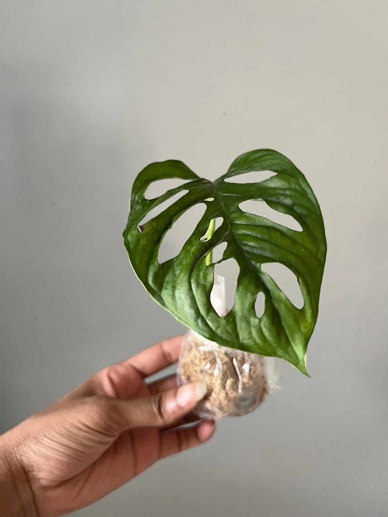 Premium Mystery Plant Cuttings Box • 3 Houseplant Cuttings (rooted ...