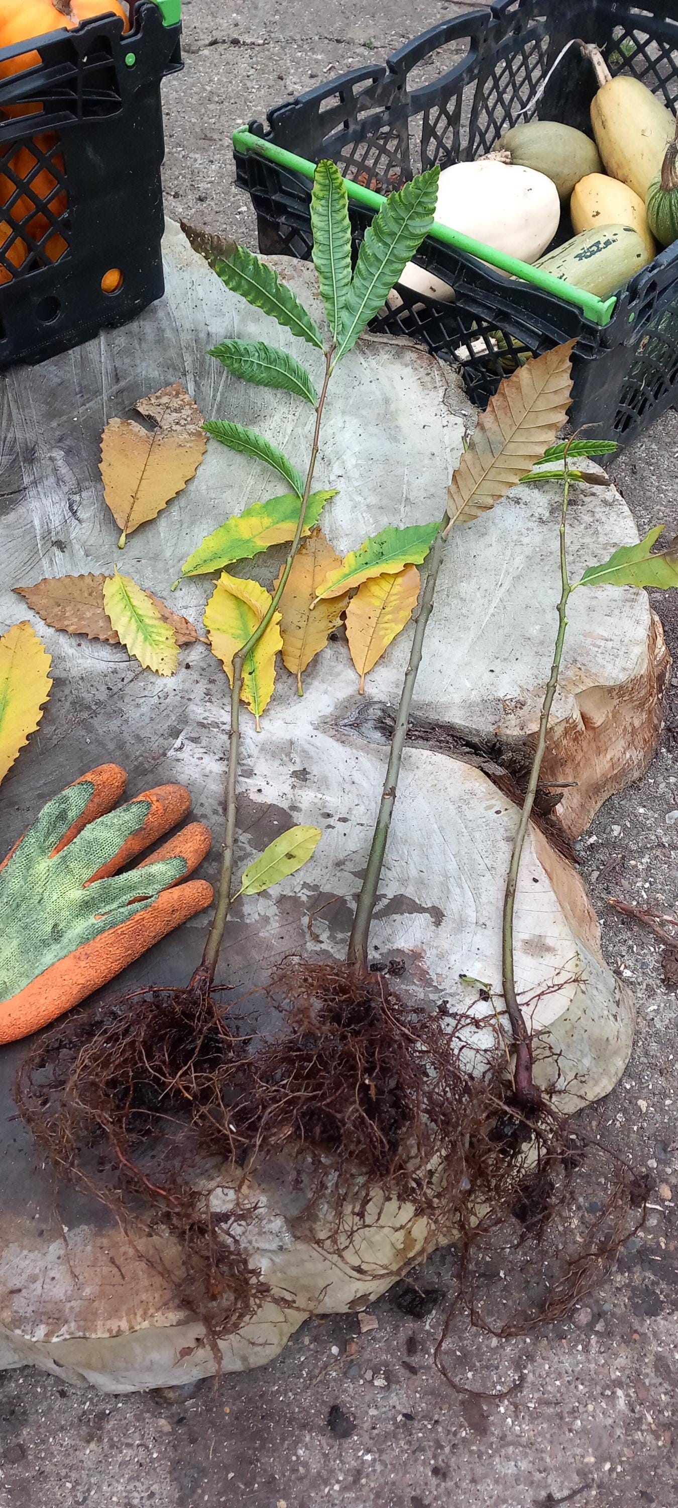 Sweet Chestnut 'marron De Lyon' X 1. A Young Tree 30-60cm in Height. 1 ...