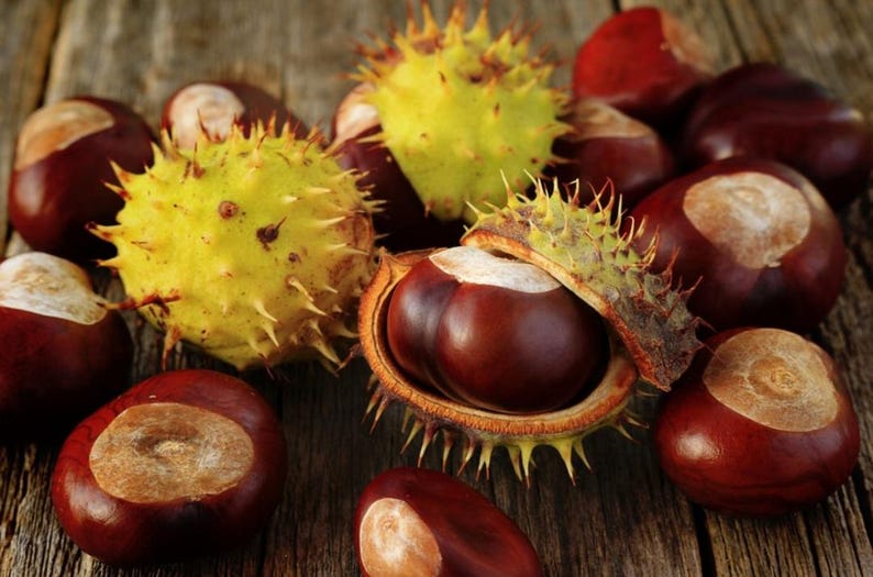 Horse Chestnut Tree, 'conker' Tree (aesculus Hippocastanum) X 1. A ...