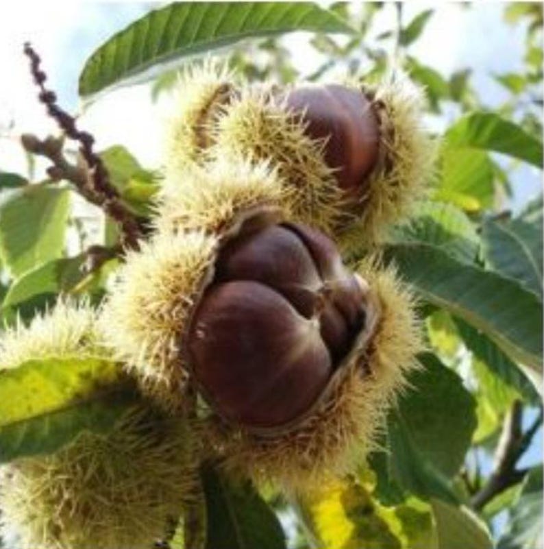 Sweet Chestnut 'marron De Lyon' X 1. A Young Tree 30-60cm in Height ...