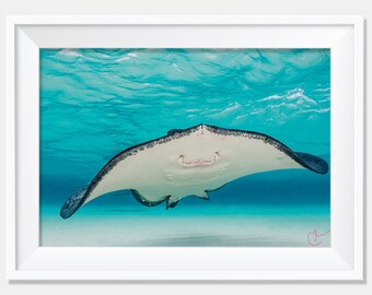 Smiling Ray: Portrait of a Stingray Smile Blue Water and | Etsy