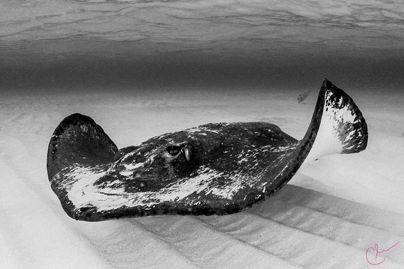 Fifty Shades of Ray: Black and White Stingray Over Sand - Etsy