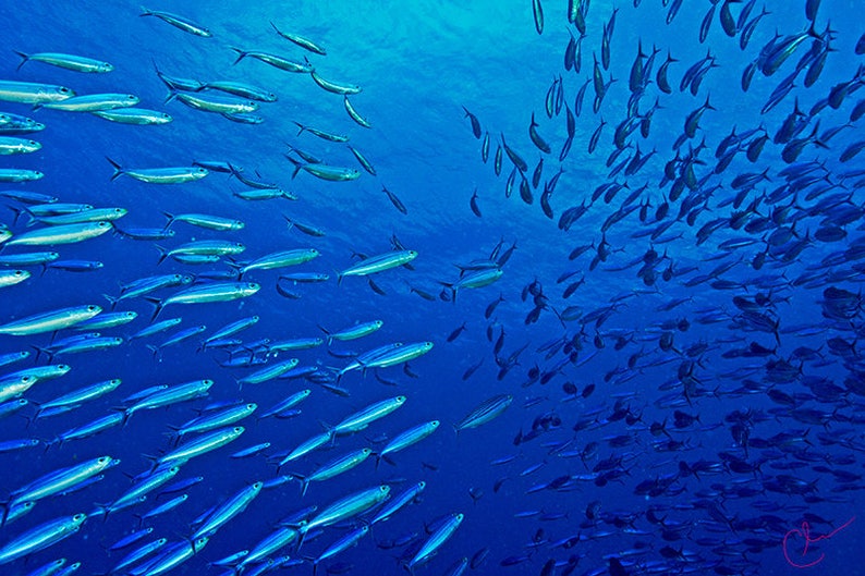 Blue Fish Blue Water Blue Sky: Abstract Saltwater Fish Photo, Original ...