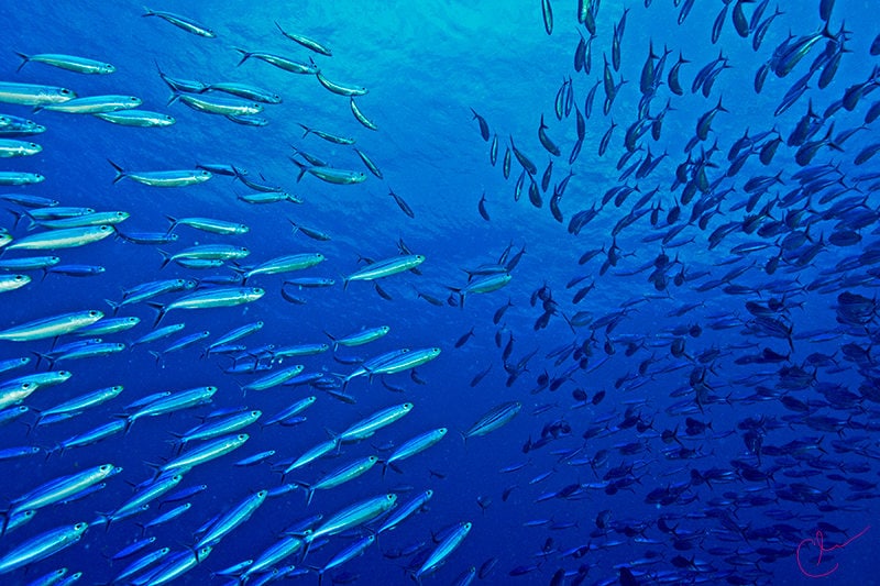 Blue Fish Blue Water Blue Sky: Abstract Saltwater Fish Photo, Original ...