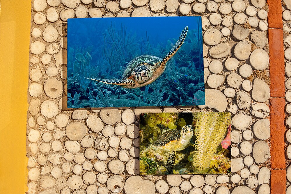 Sea Turtle Collection: Soaring Sea Turtle and Baby Sea Turtle - Etsy