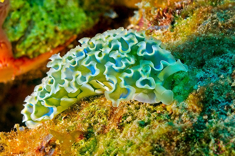 Blue Green Lettuce Sea Snail, Original Underwater Photography, Ocean ...
