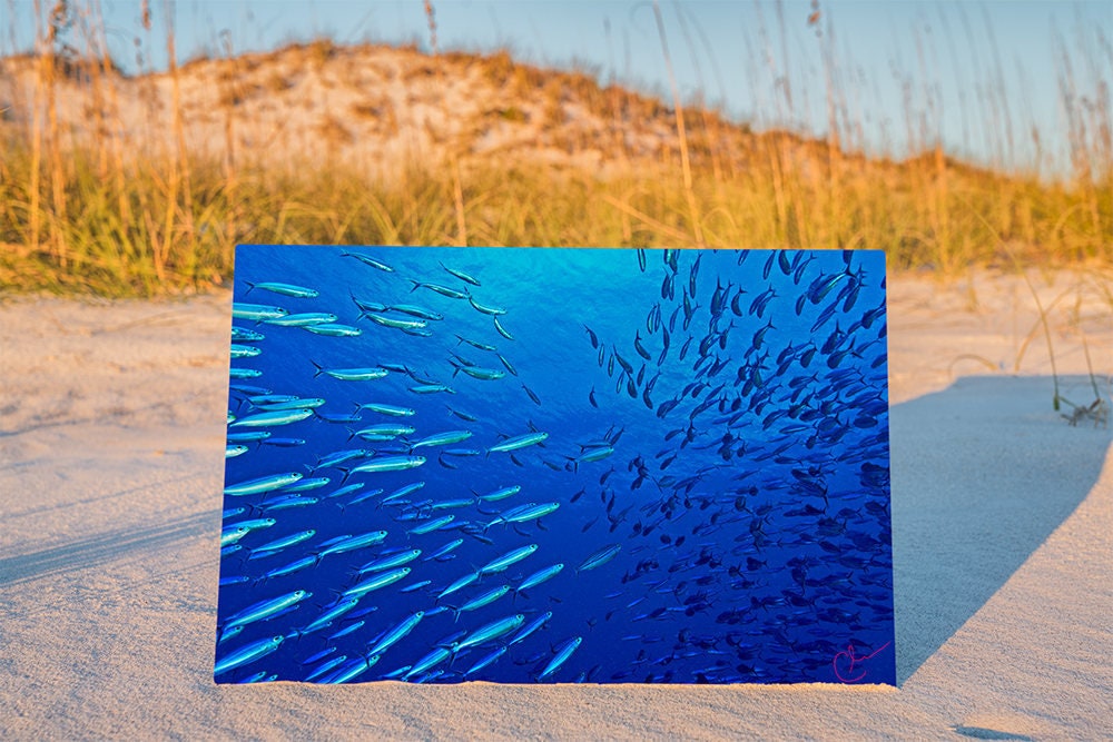 Blue Fish Blue Water Blue Sky: Abstract Saltwater Fish Photo, Original ...