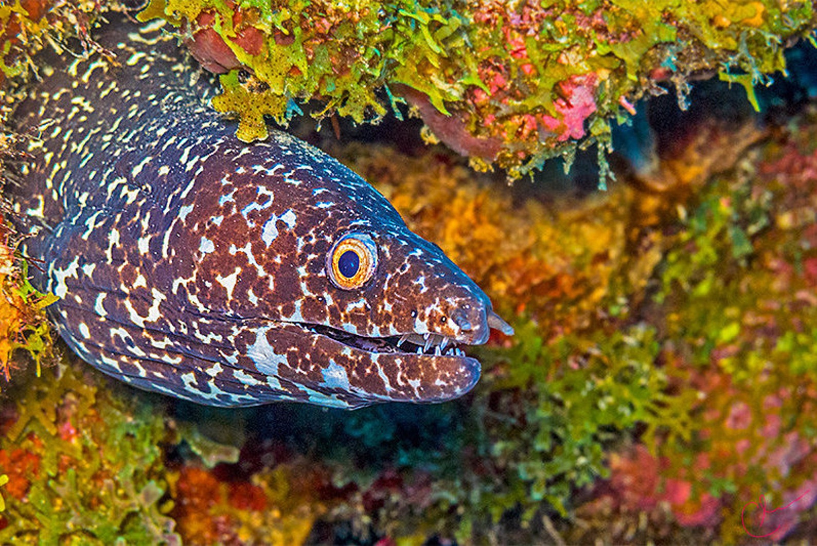 Puppy Love: Spotted Moray Eel in a Colorful Coral Reef - Etsy