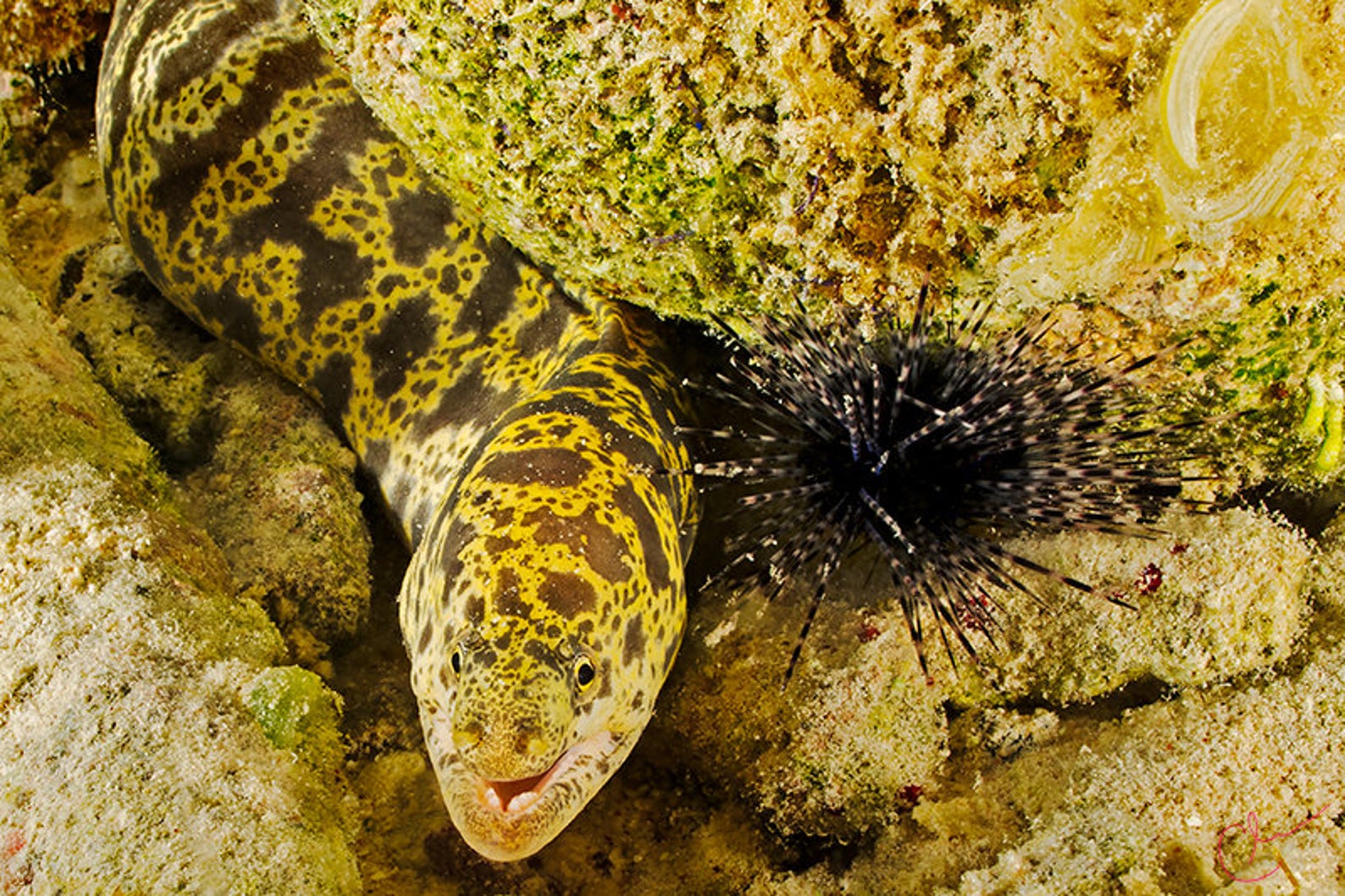 Gold Chain Moray Eel on the Coral Reef, Original Underwater Photography ...