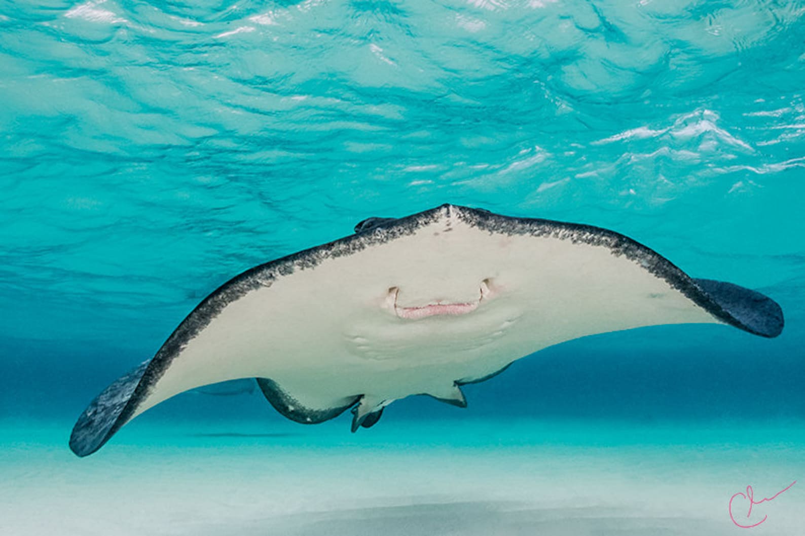 Smiling Ray: Portrait of a Stingray Smile Original Underwater - Etsy