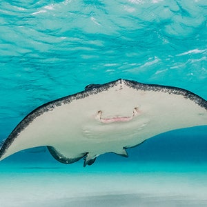 Smiling Ray: Portrait of a Stingray Smile, Original Underwater ...