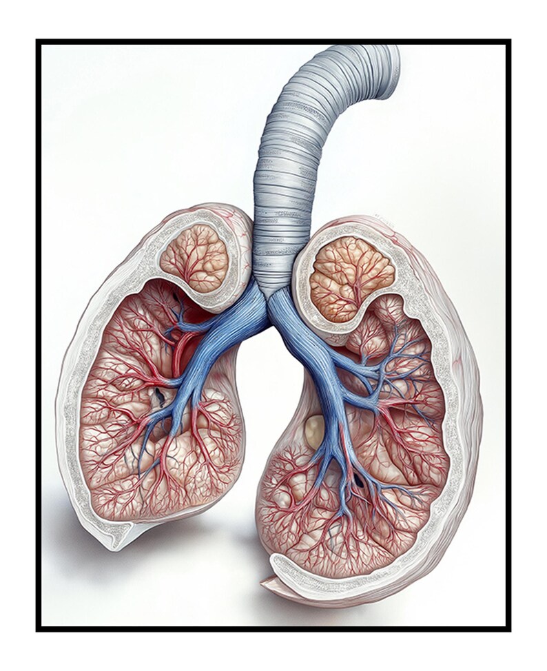 Anatomy Posters Set: Detailed Human Body Prints (digital Download ...