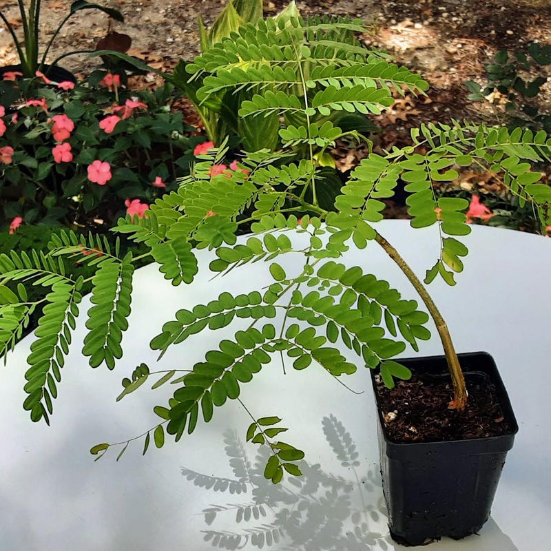 Flamboyant Tree - Etsy