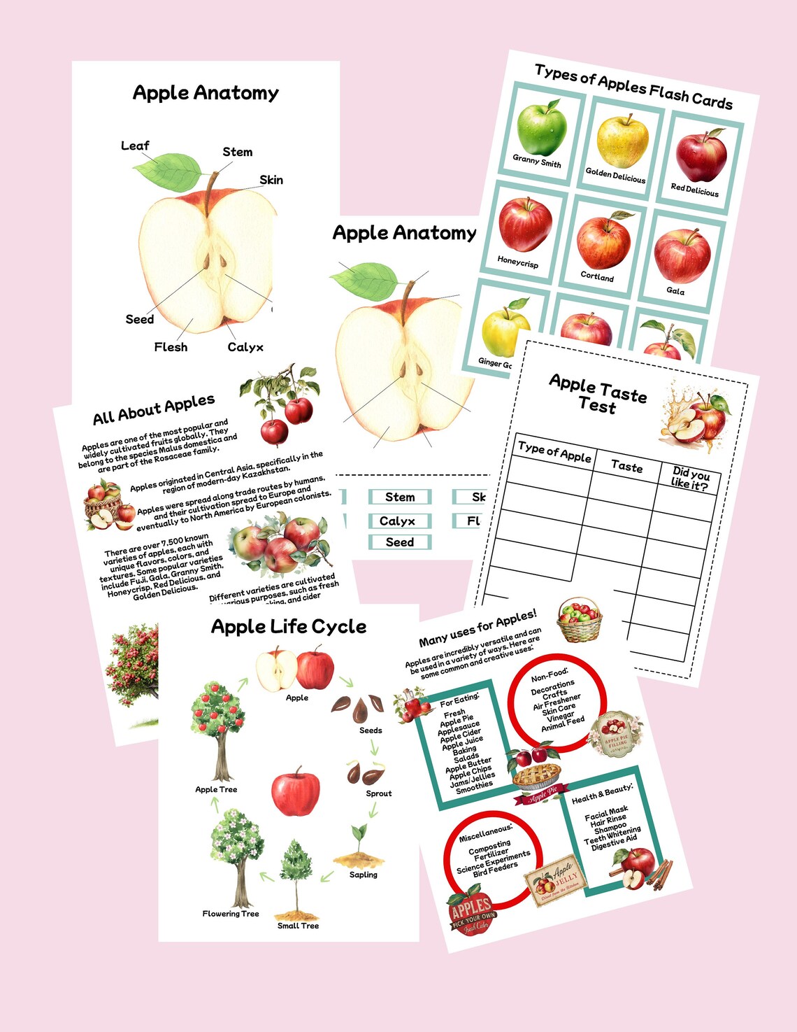 Apple Unit Study, All About Apples, Learn About Apples - Etsy