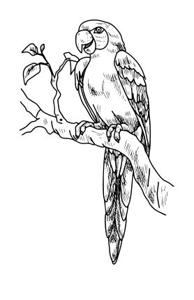 Explore Our Realistic Animal Coloring Bookideal for Relaxation ...