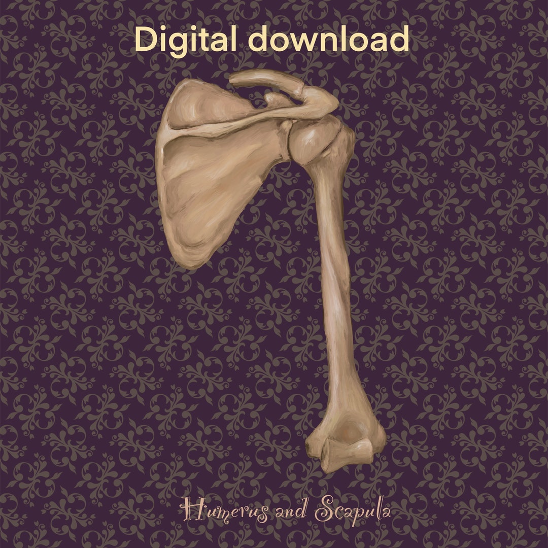 Humerus, Scapula, Bones, Anatomy Art Print, Medical Wall Art ...