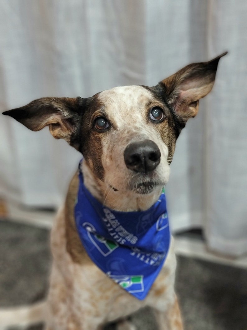 Kraken Seahawks Dog Scarf - Etsy