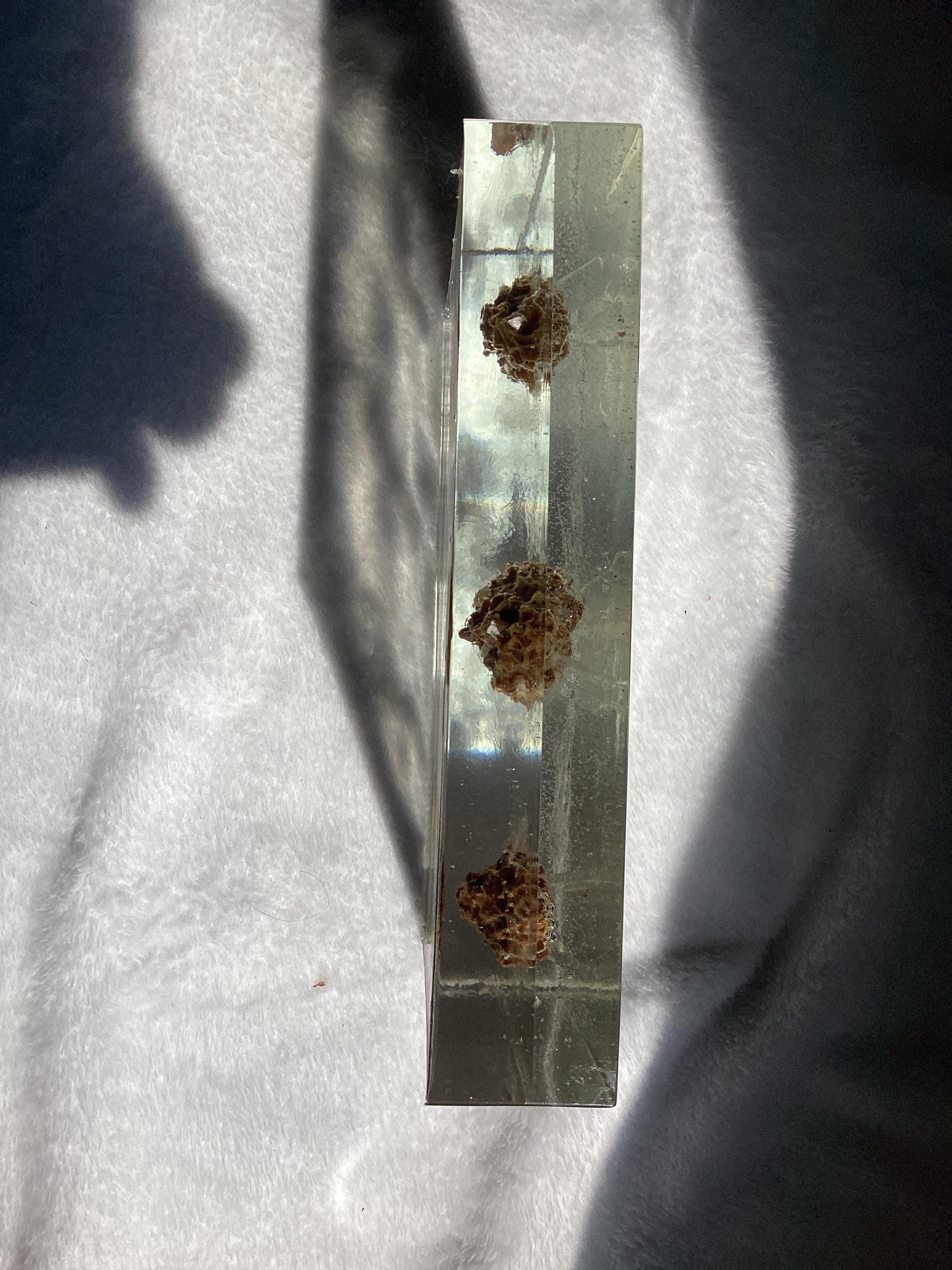 3 Epoxied Morels From the 2024 Indiana Season Resin Art - Etsy