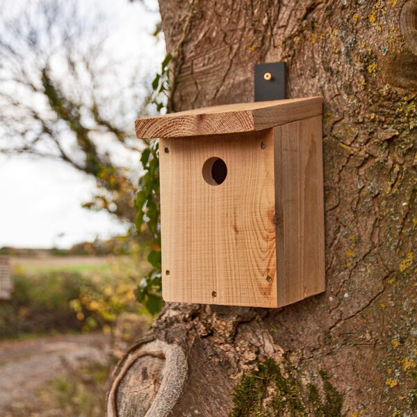 Bird Box - Etsy UK