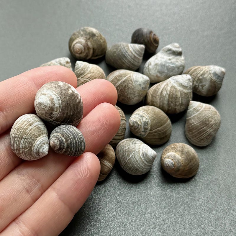 Small Sea Shells - Etsy