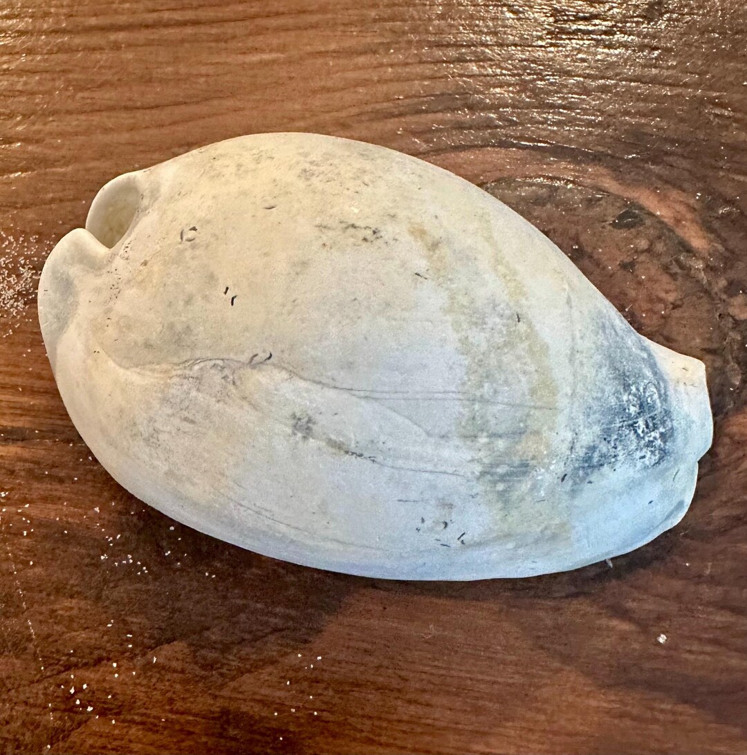 Beautiful Fossilized Cowrie Shell Millions of Years Old From the ...