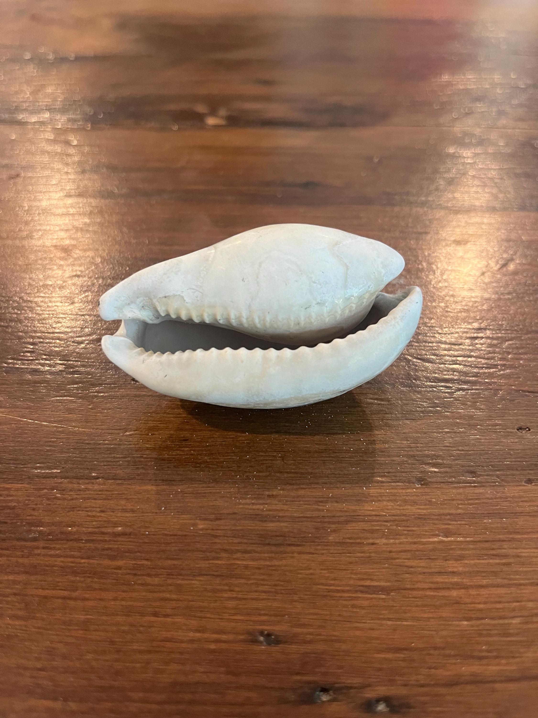 Beautiful Fossilized Cowrie Shell - Etsy