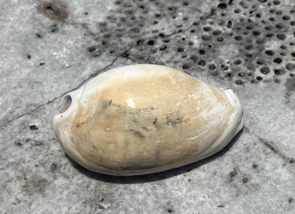 Beautiful Fossilized Cowrie Shell - Etsy