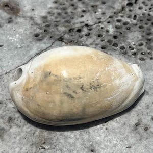Beautiful Fossilized Cowrie Shell - Etsy