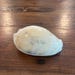 Beautiful Fossilized Cowrie Shell - Etsy
